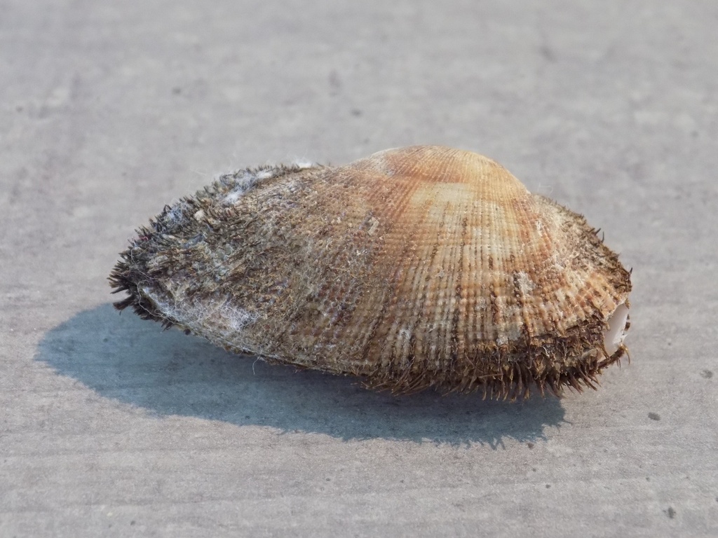 ARCIDAE BARBATIA BARBATA | Nautilus 2